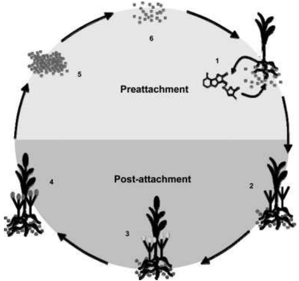 Life cycle of the root parasitic plants striga and orobanche