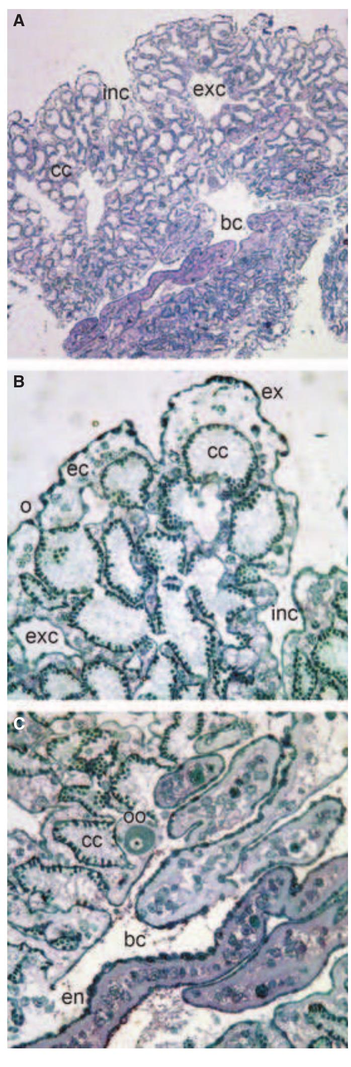 Anatomical structures of oscarella balibaloi sp. nov. (a)