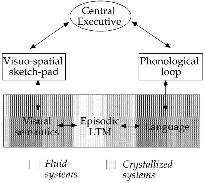 The three component model of working memory in which visual