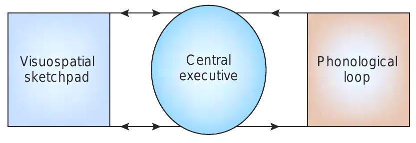 (PDF) Working memory: looking back and looking forward