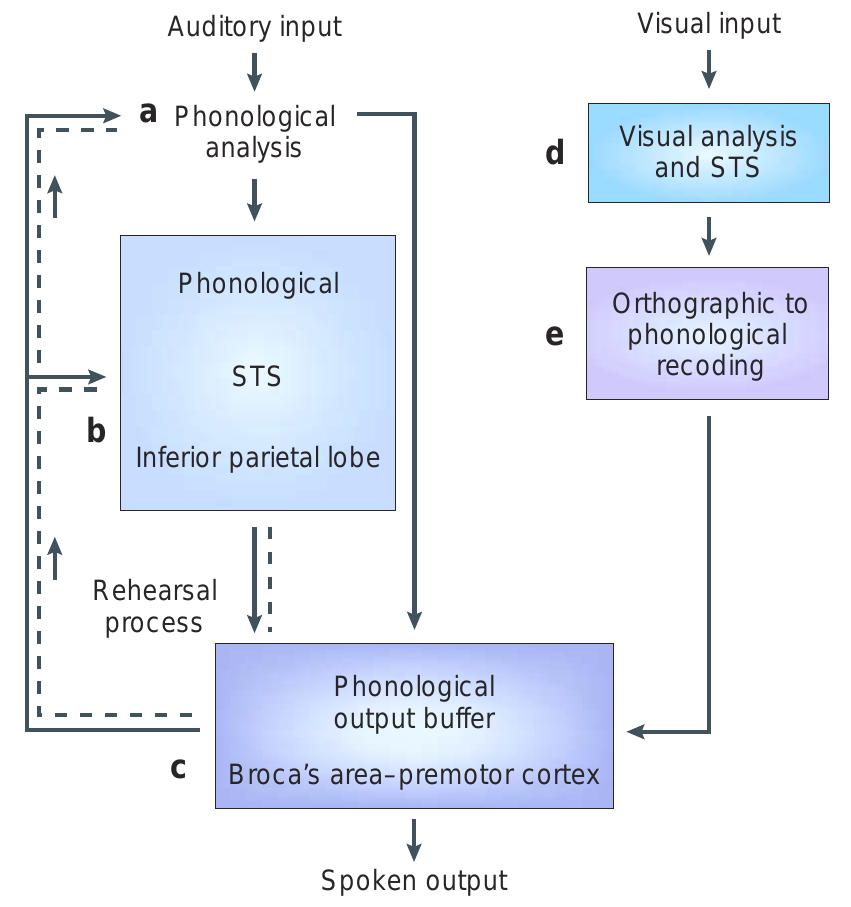 (PDF) Working memory: looking back and looking forward