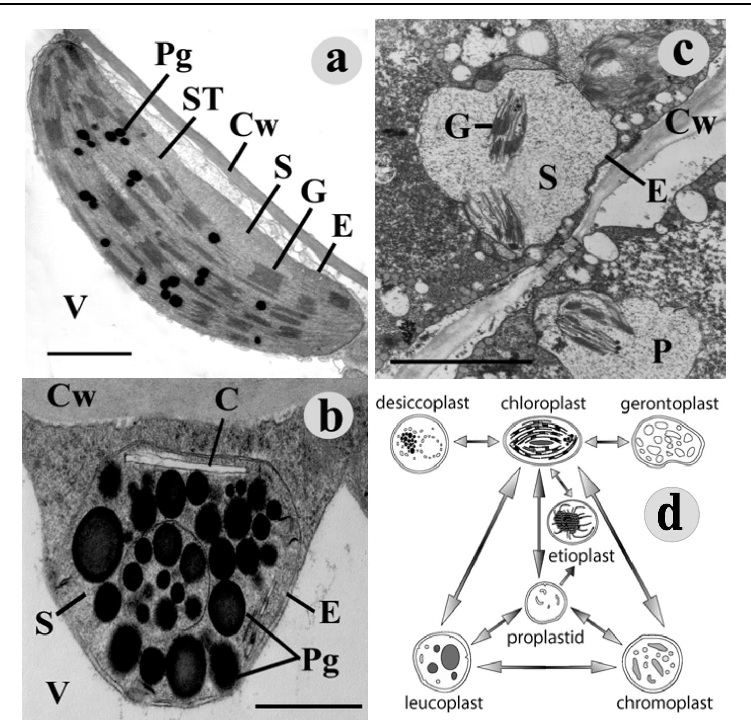 Prolamellar bodies in chloroplasts and etioplasts figure 1.