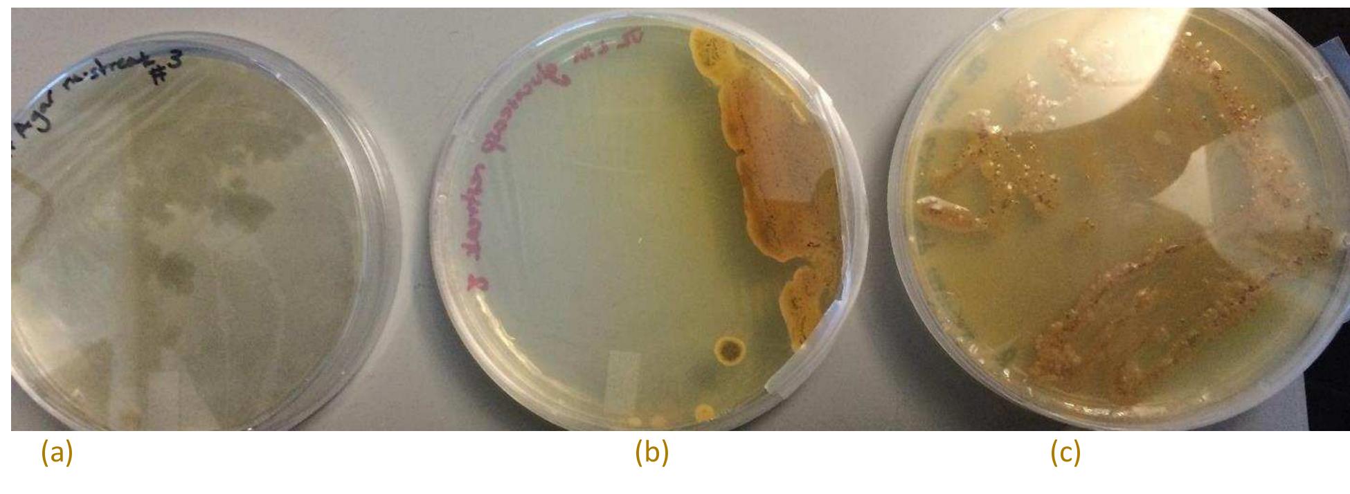 The nutrient agar (a) showed two halos of clearing down the