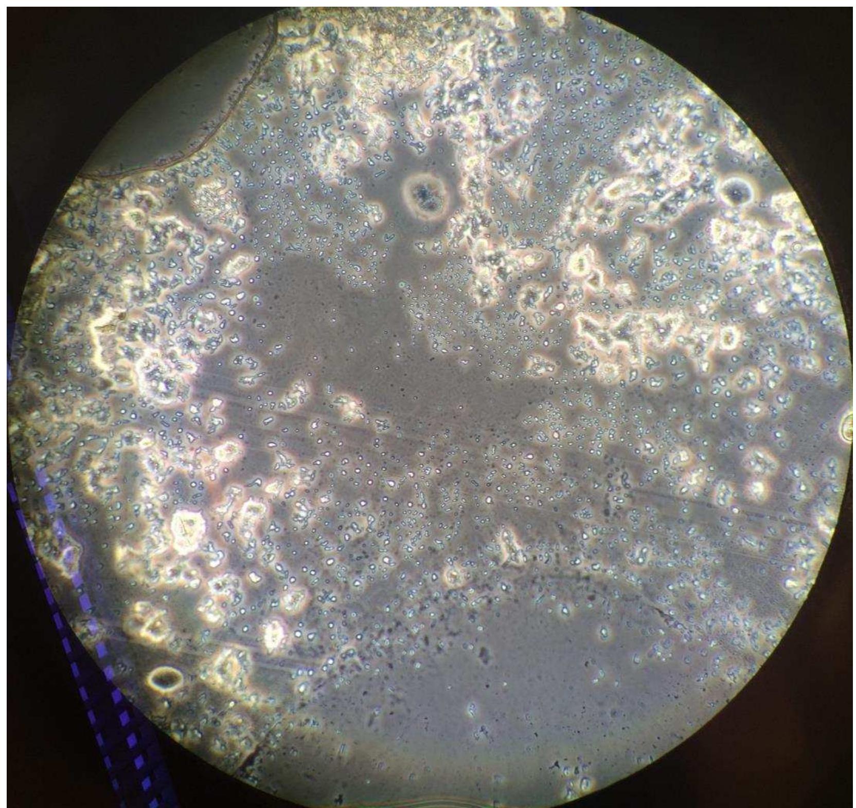 Marine microaerophilic sample observed under phase contrast