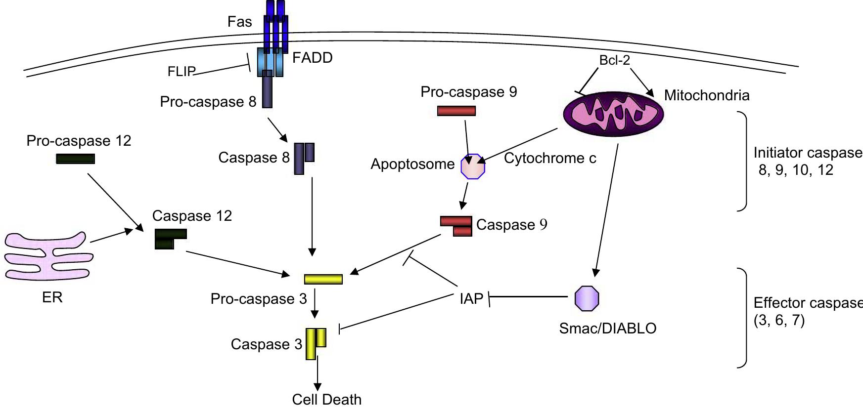 Schematic diagram of the intrinsic, extrinsic and