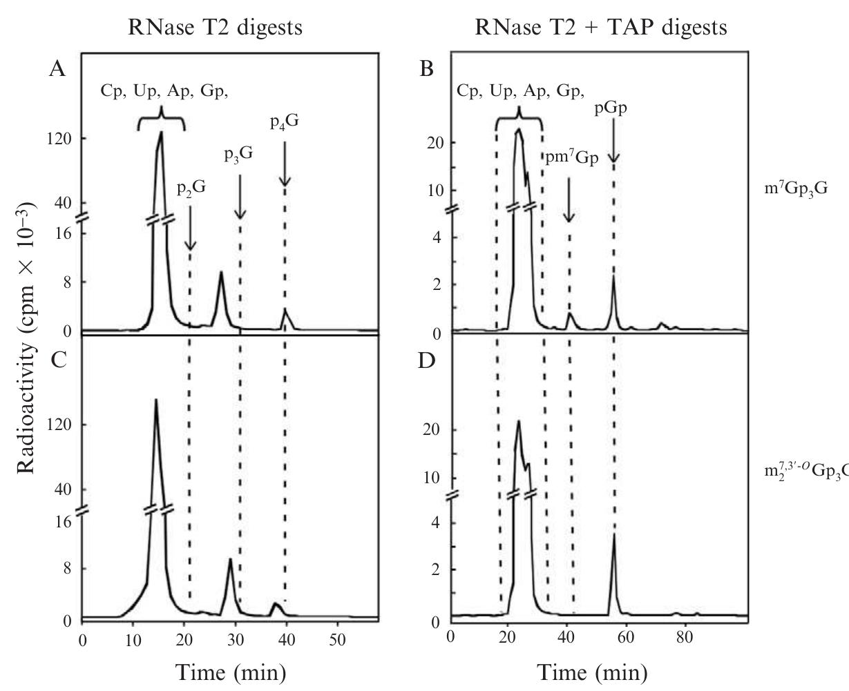 4 analysis of in vitro synthesized rnas. *p-radiolabeled