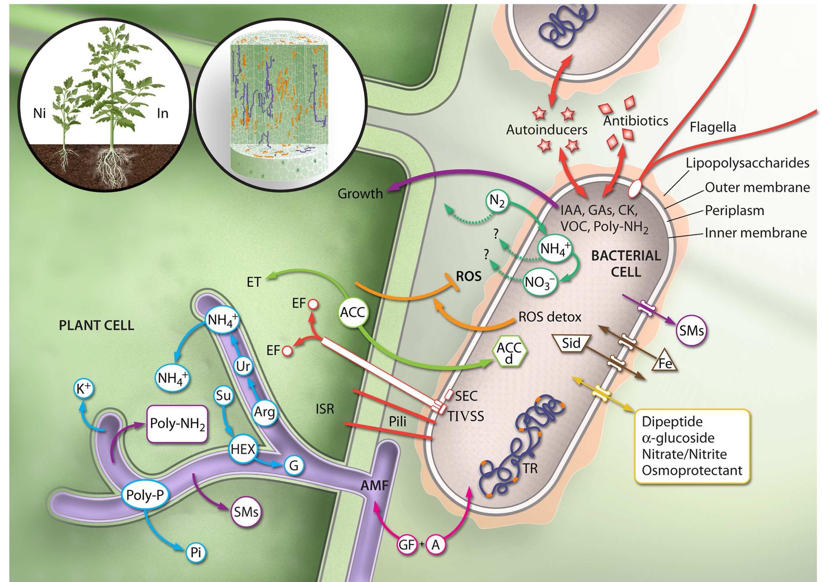 (PDF) The Hidden World within Plants: Ecological and Evolutionary ...