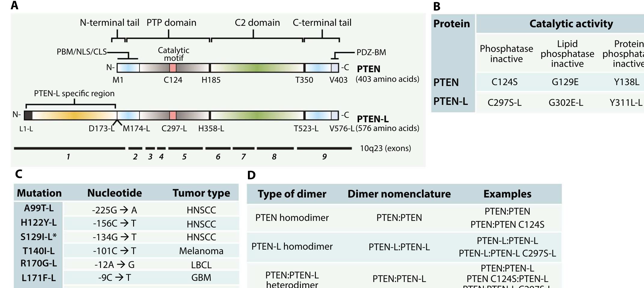 -ig. 1. anomenclature for pten-l amino acid numbering. (a)