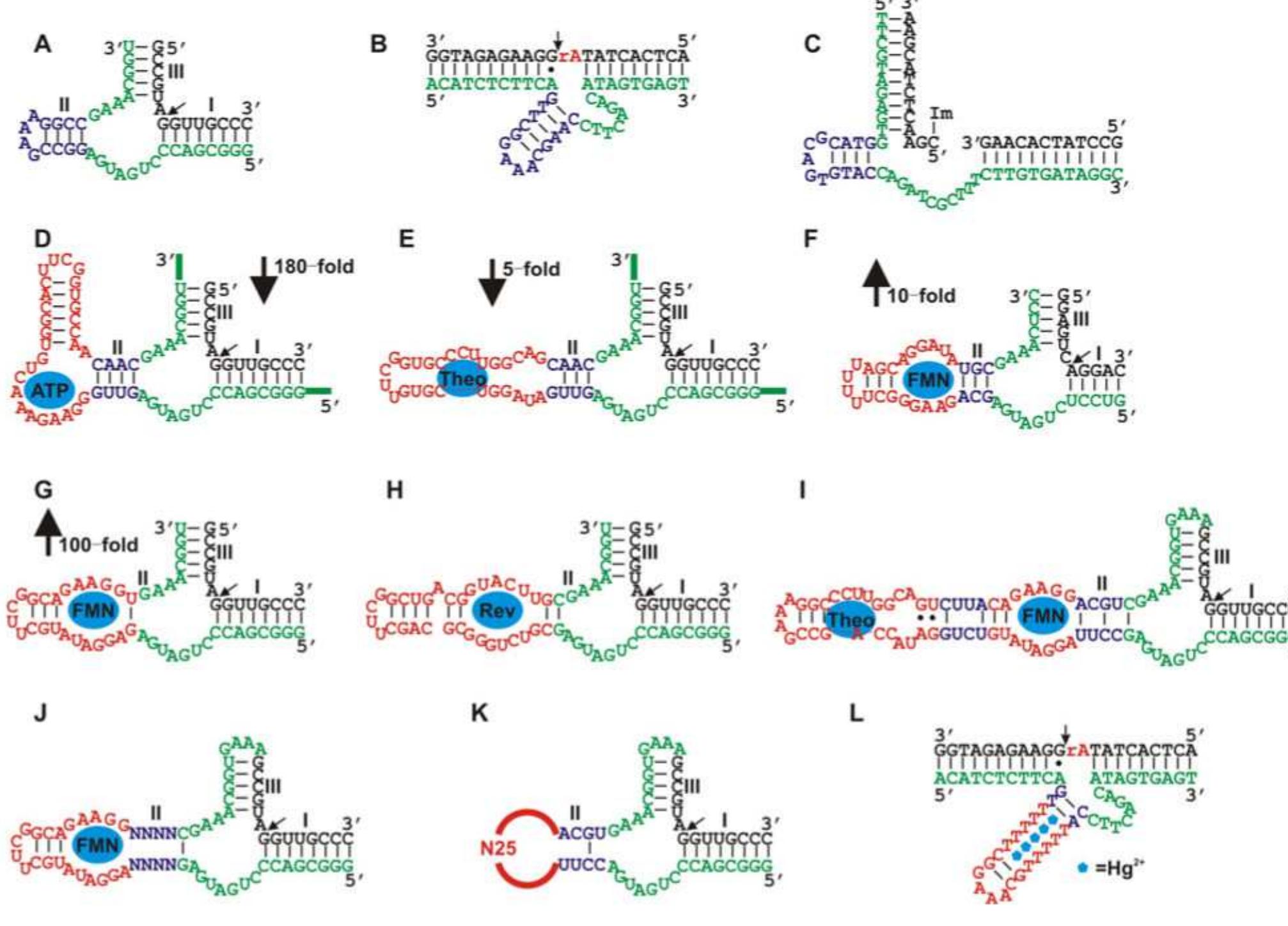 Figure 42 - Functional Nucleic Acid Sensors