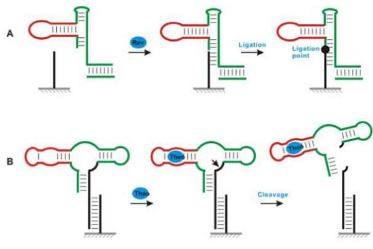 Figure 48 - Functional Nucleic Acid Sensors