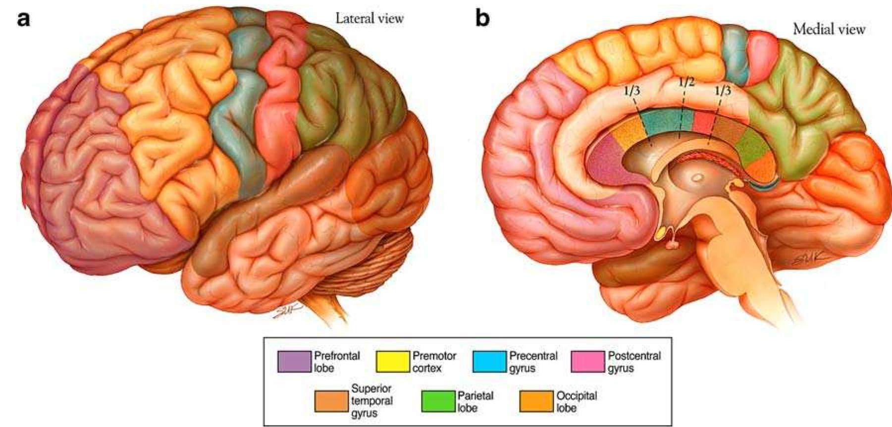 Figure 1 - from Corpus callosotomy in children and the