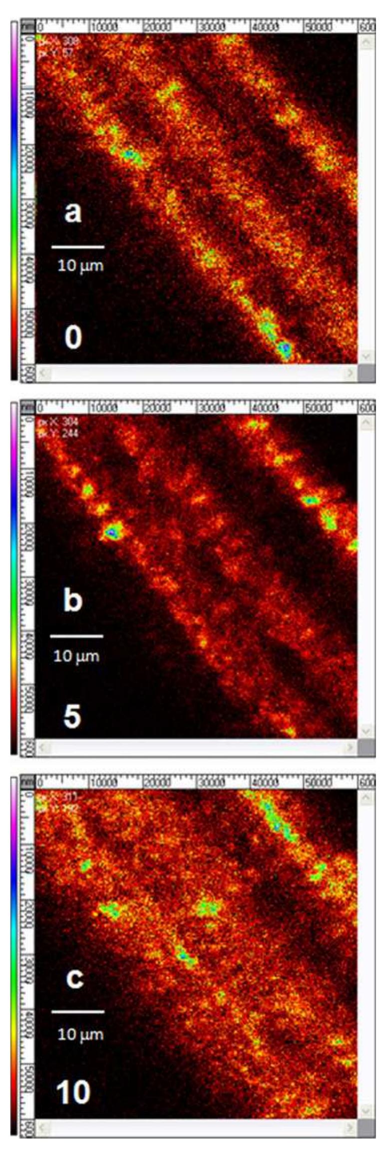 Two-photon fluorescence microscope images of a whole bagasse