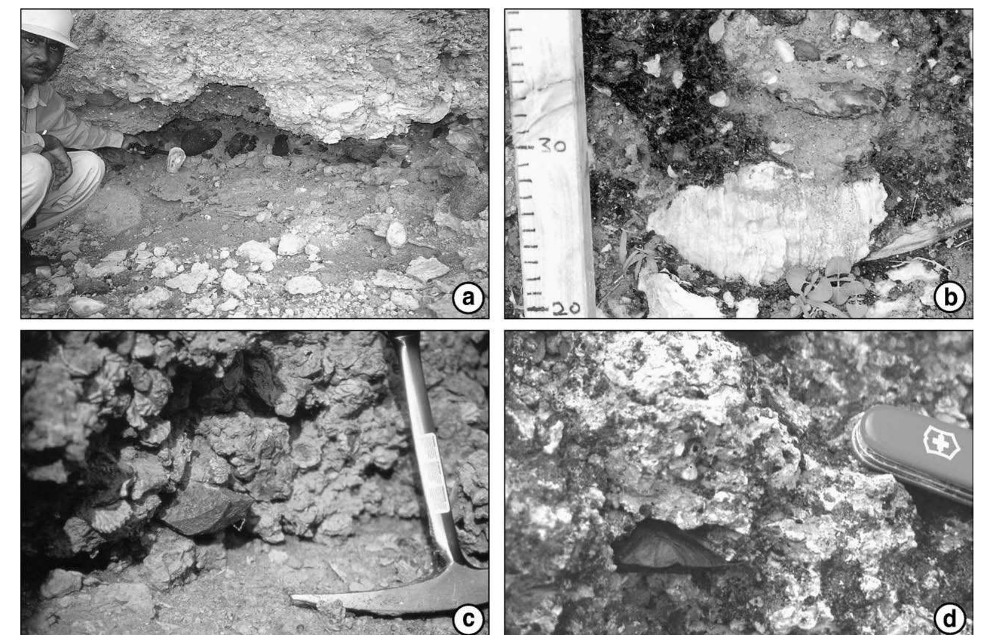 Photographs showing facies and artifacts from abdur reef