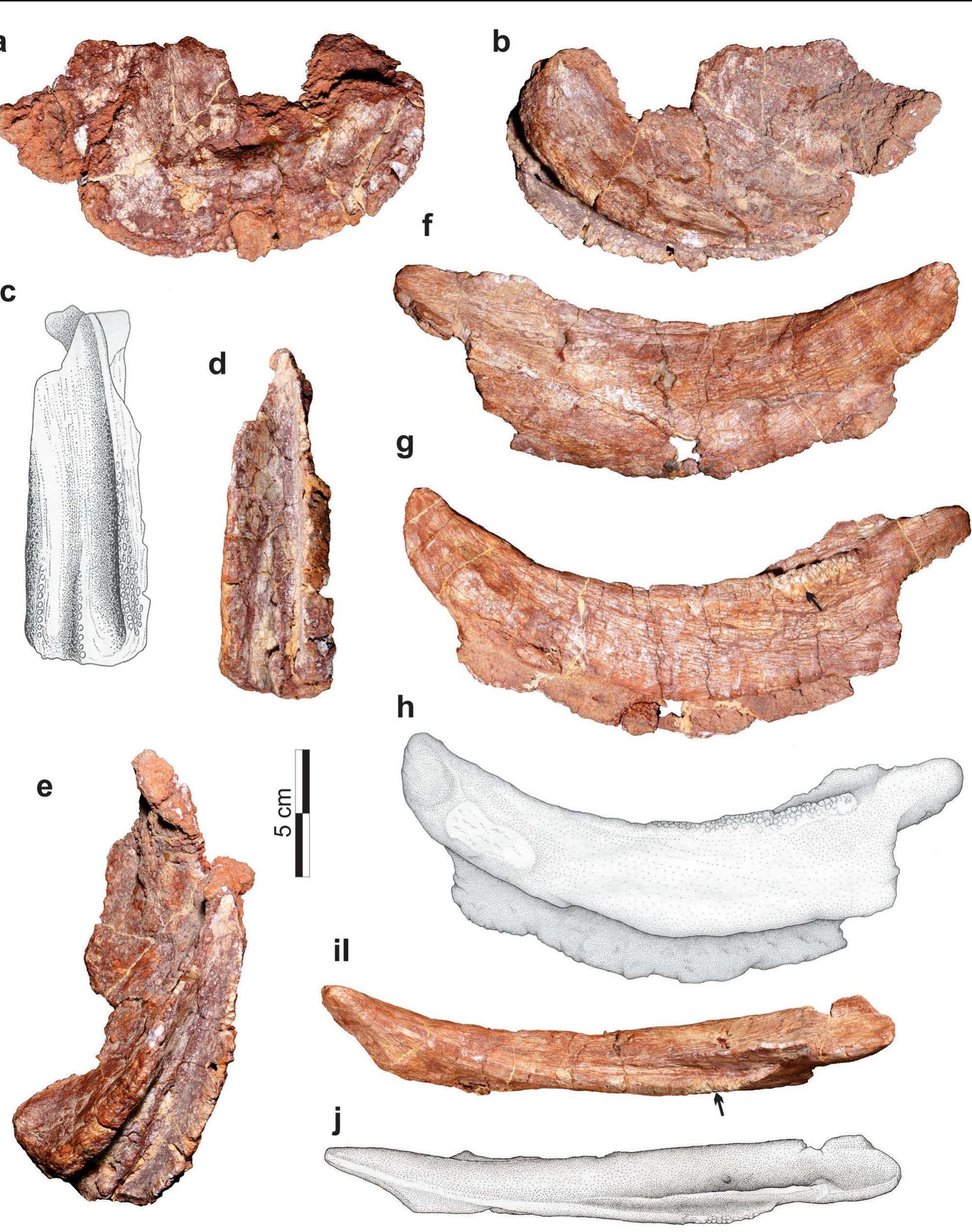 Dentary in lateral (f), medial (g, h), and occlusal (i, j)