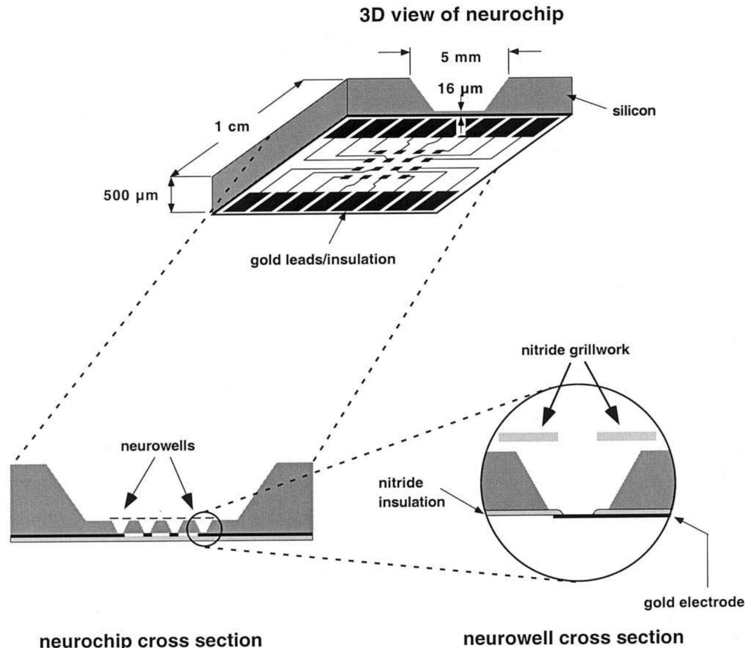 Schematic drawing of cross-sectional views of a neurochip.