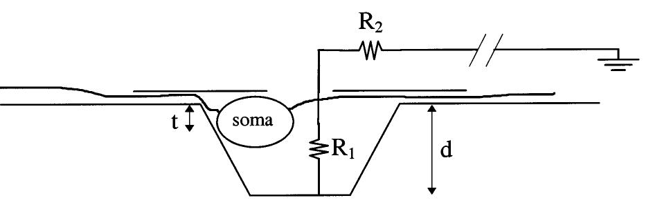 A simplified equivalent circuit for a neuron in a neurochip