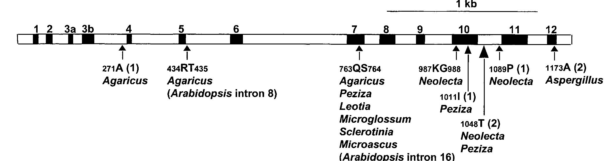 Fic. 4.—introns in fungal rpb2 genes. positions within rpb2