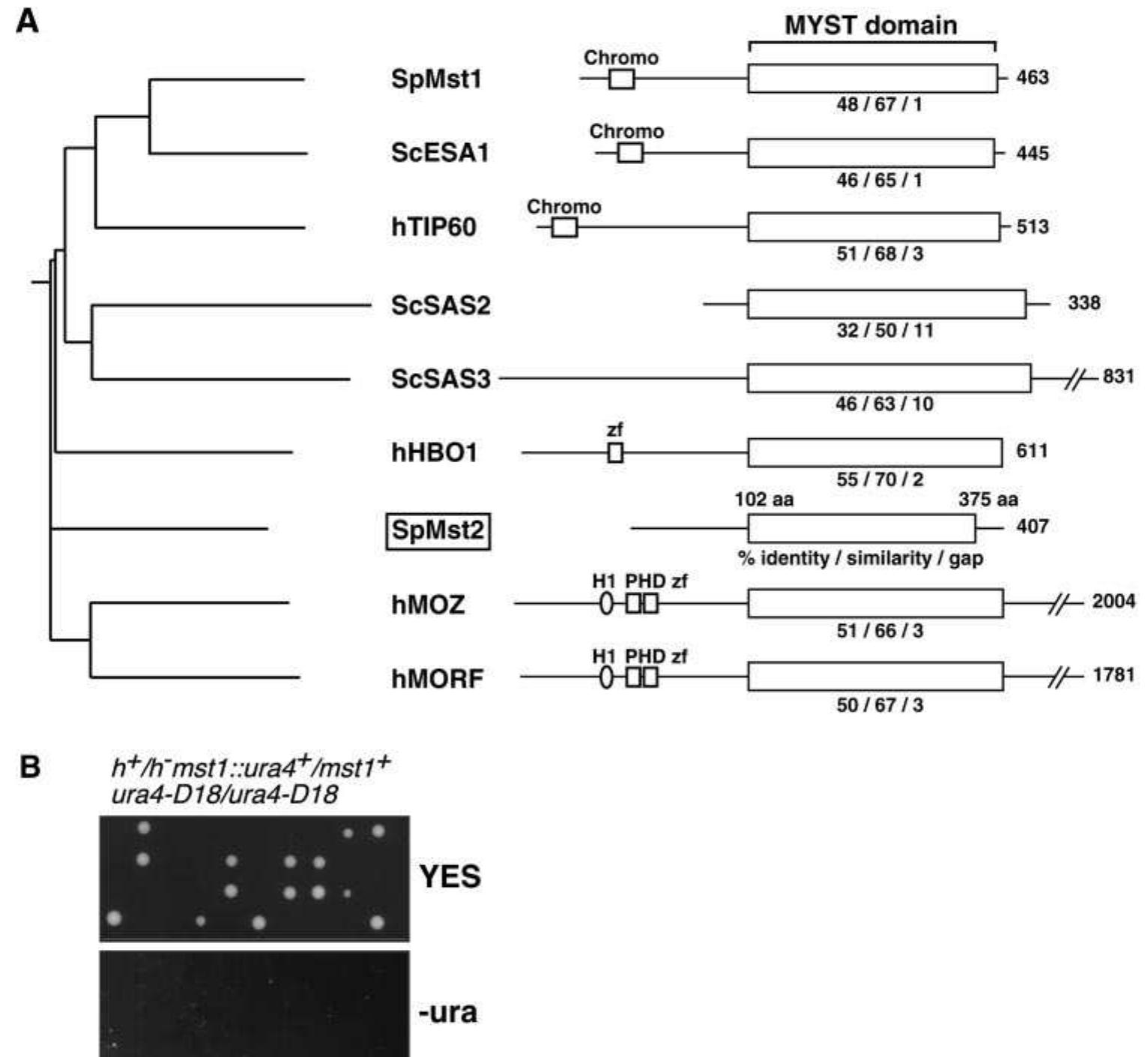 (a) phylogenetic tree and schematic alignment showing the