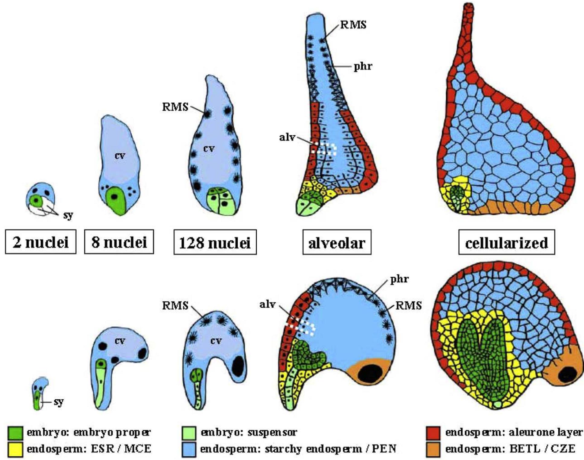 Early embryo and endosperm development in maize and