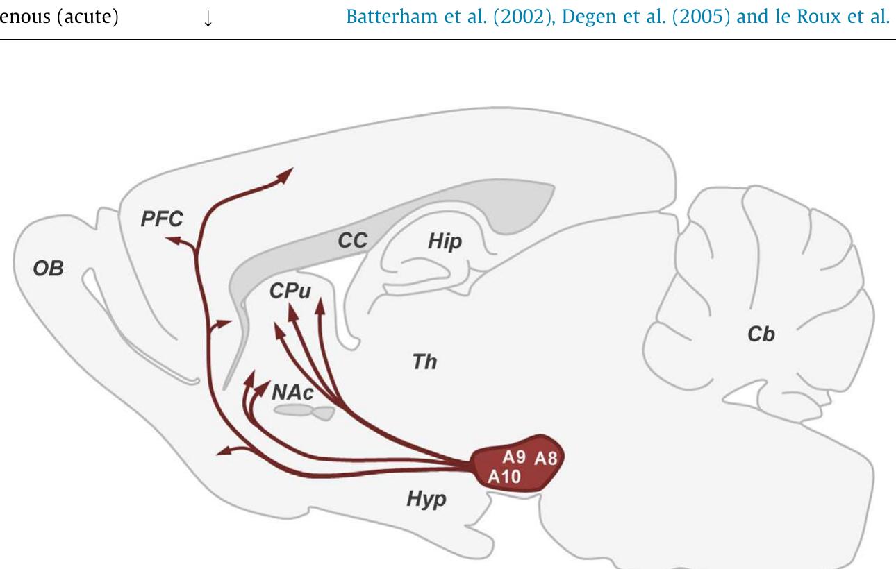 Schematic illustration of midbrain dopamine cell groups and