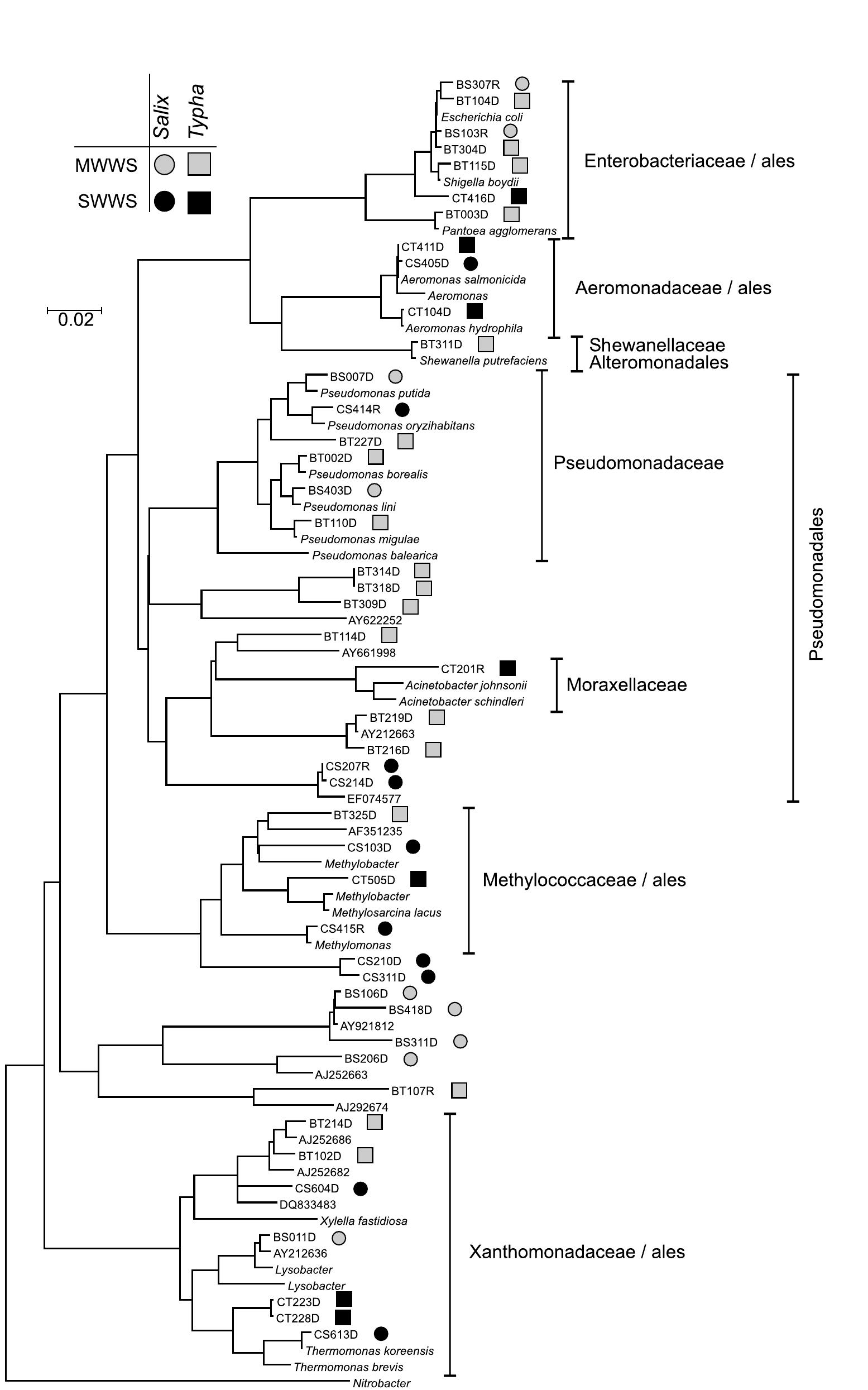 Phylogenetic tree showing the relationship between partial