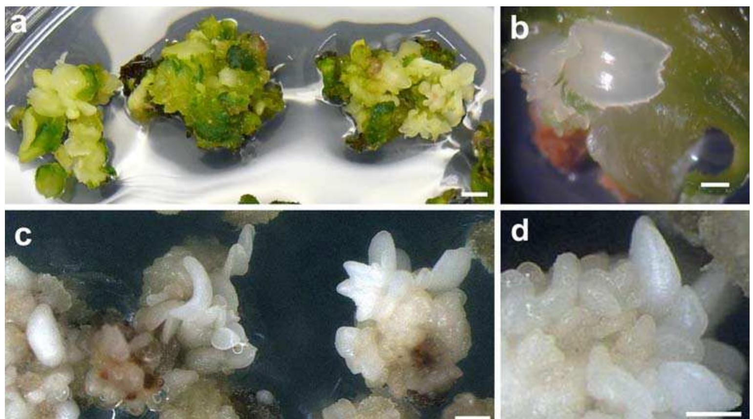 Embryos types produced from rosa chinensis cv. old blush