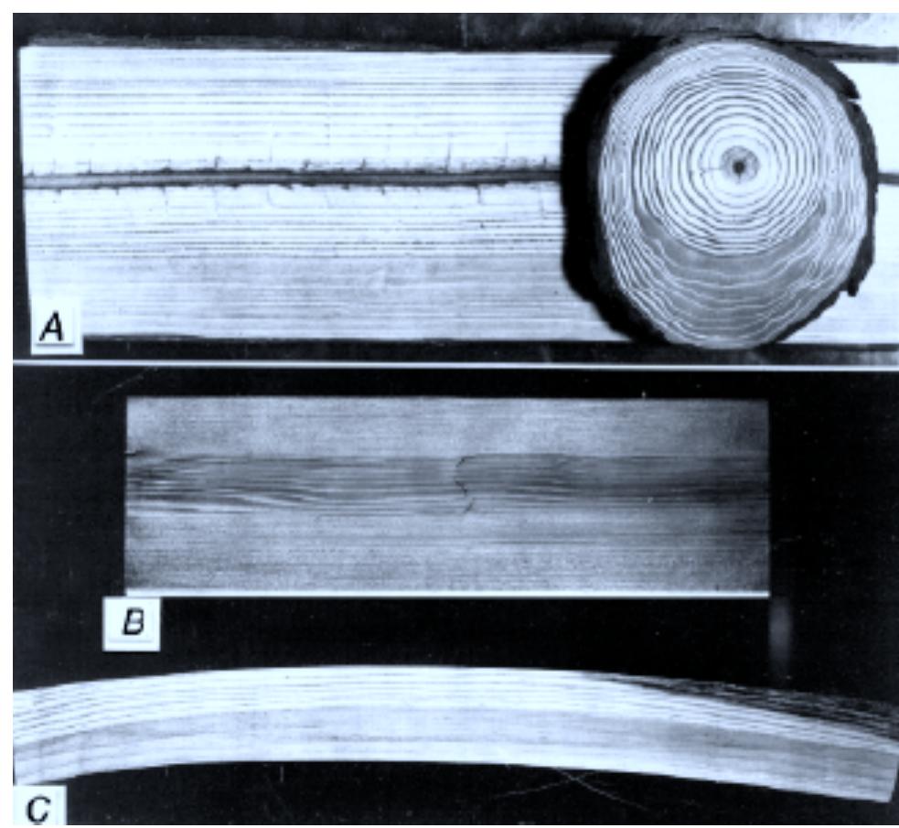 —8. effects of compression wood. a, eccentric growth about