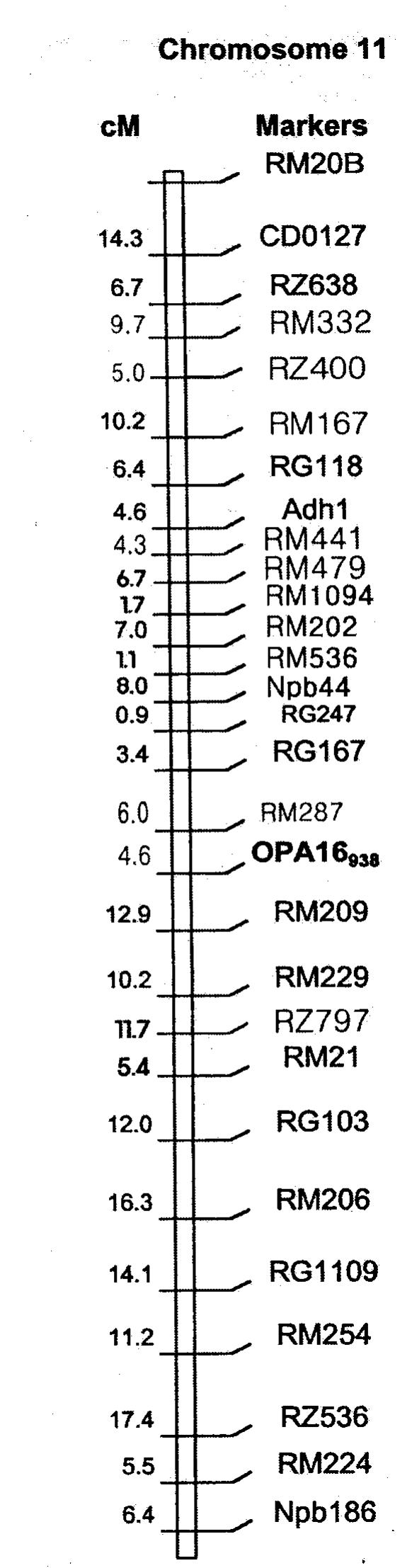Rflp map of rice chromosome 11 showing location of the