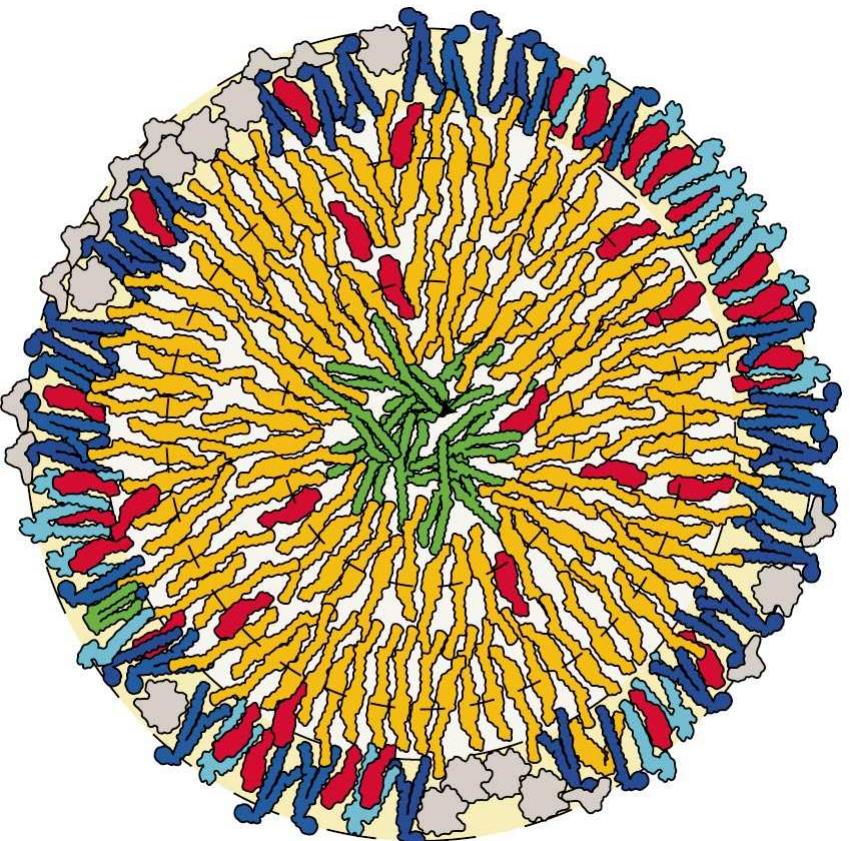 Schematic molecular model of an ldl particle at low