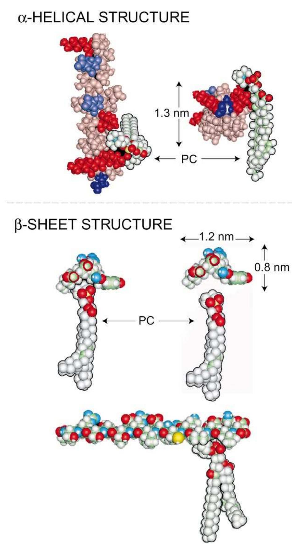 Molecular models for o-helical and b-sheet structures of
