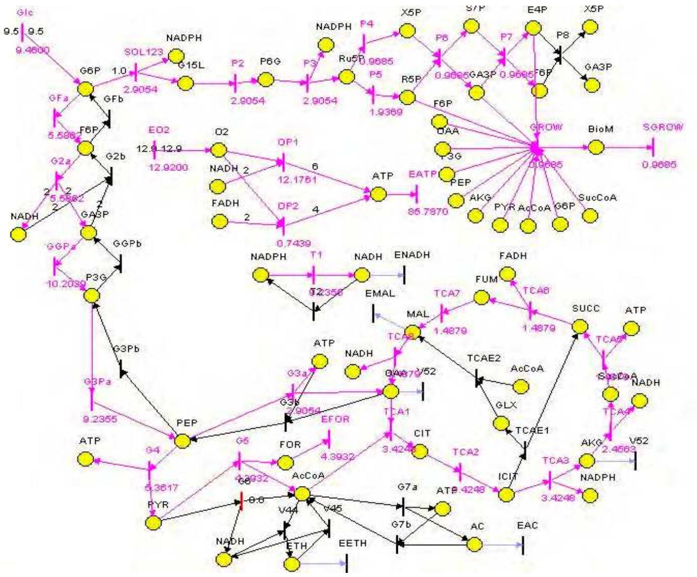 Flux distribution map of s. cerevisiae cell’s fba model