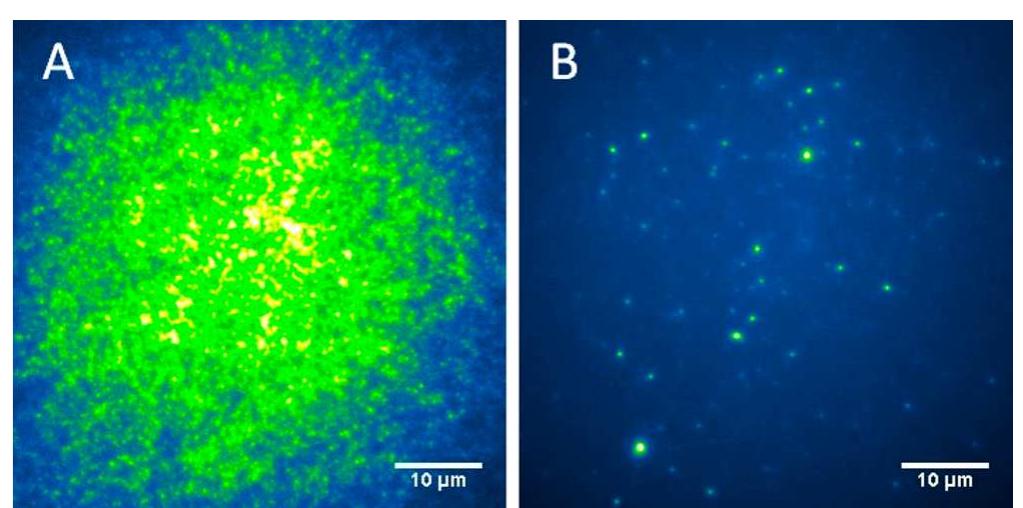 Wide-field fluorescence images of rr-p3ht (a) before and (b)