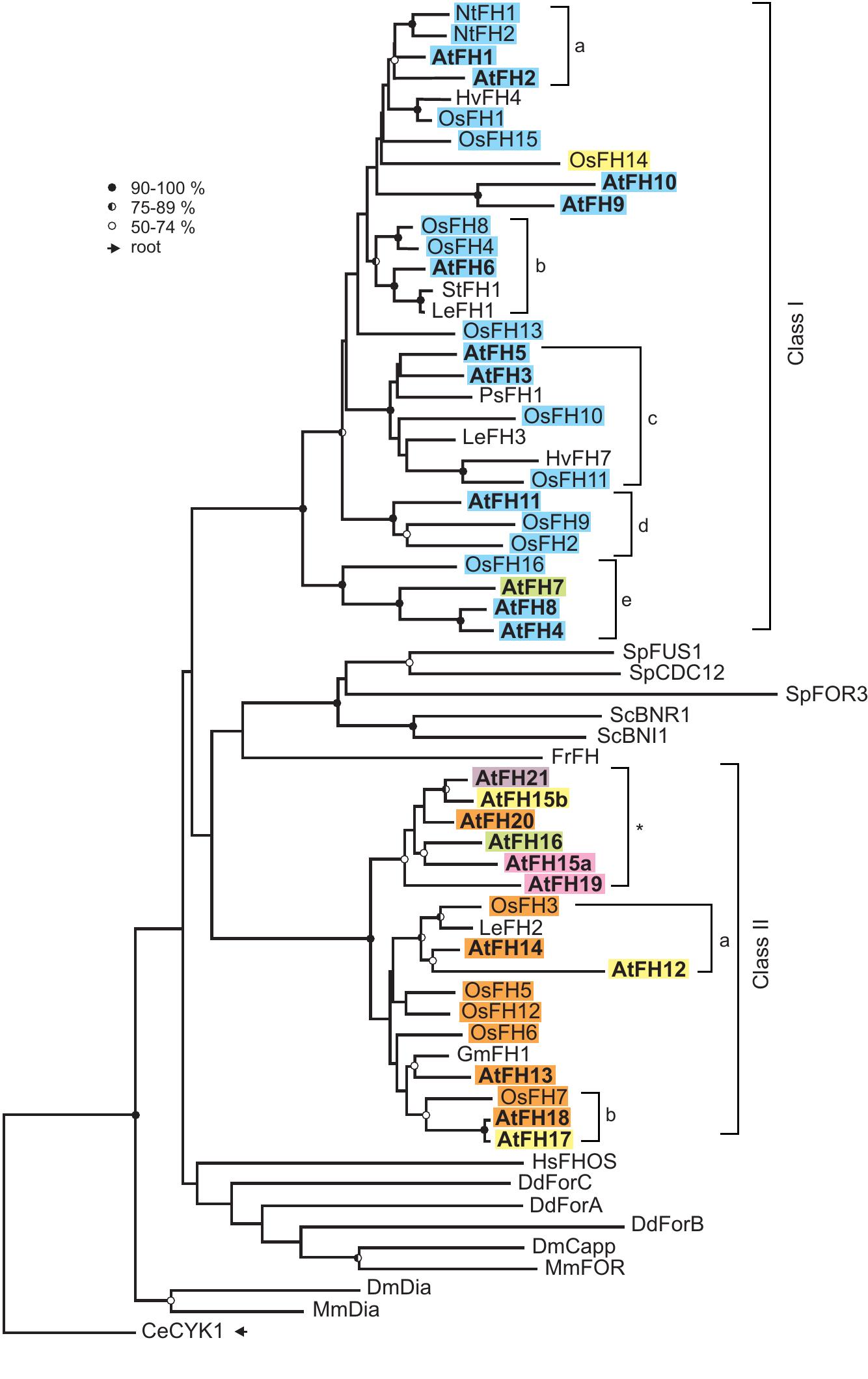 Risurel an unrooted phylogenetic tree of the plant fh2
