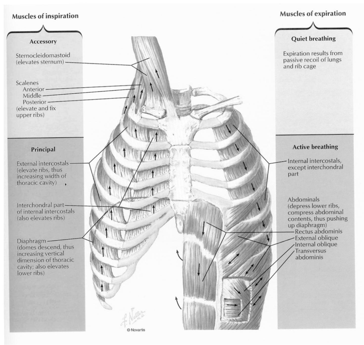 1 the muscles of respiration (netter, 1997) muscle groups