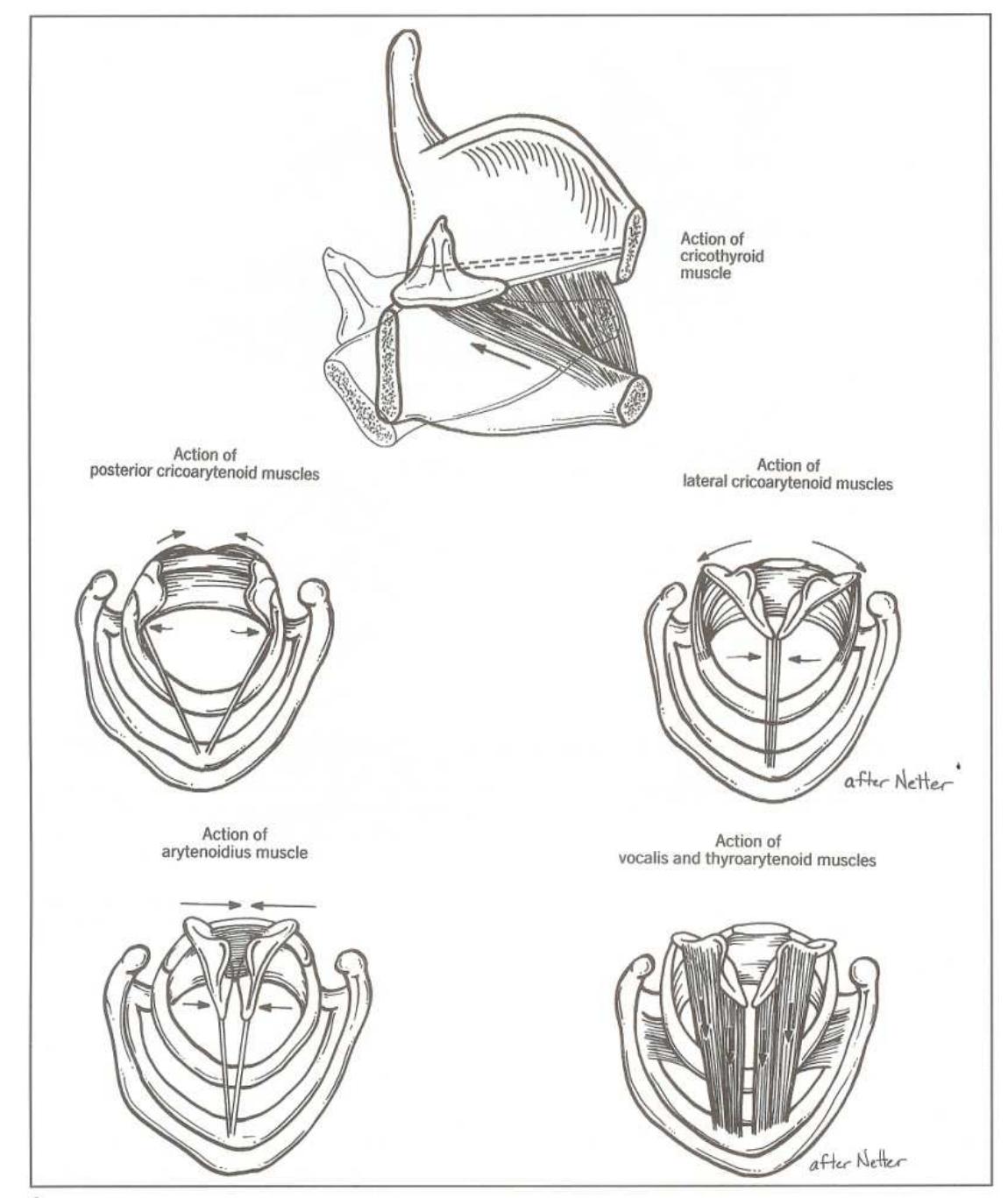 5 intrinsic muscles of the larynx and the movements of the