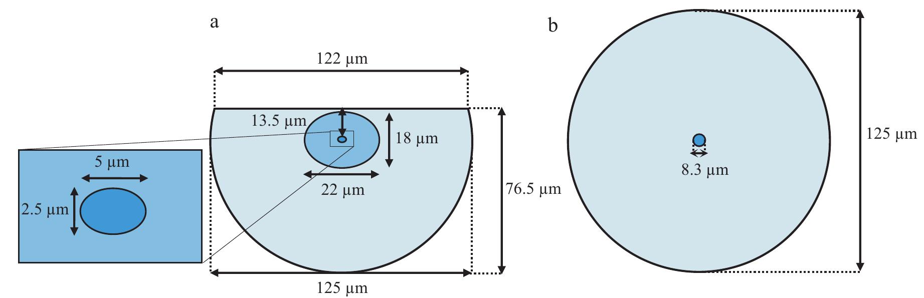 Schematic diagram of the cross-section of (a) a d-fiber and