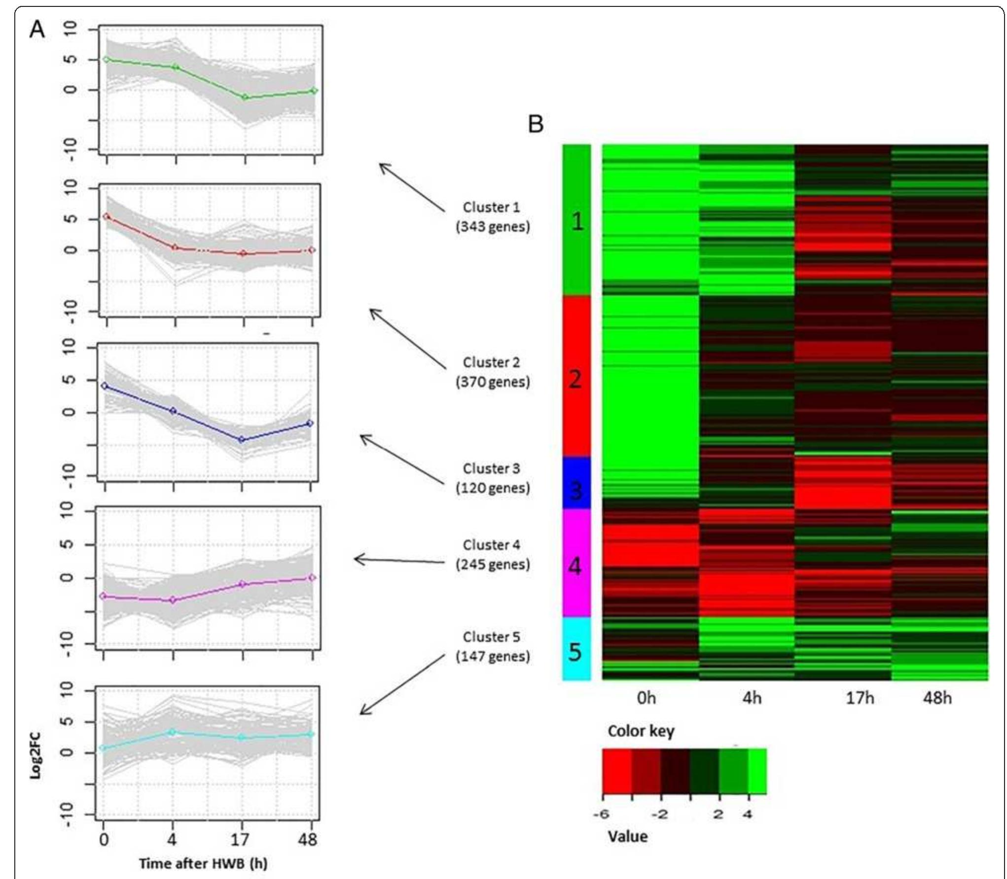 Heat-map diagram showing the five clusters of differentially