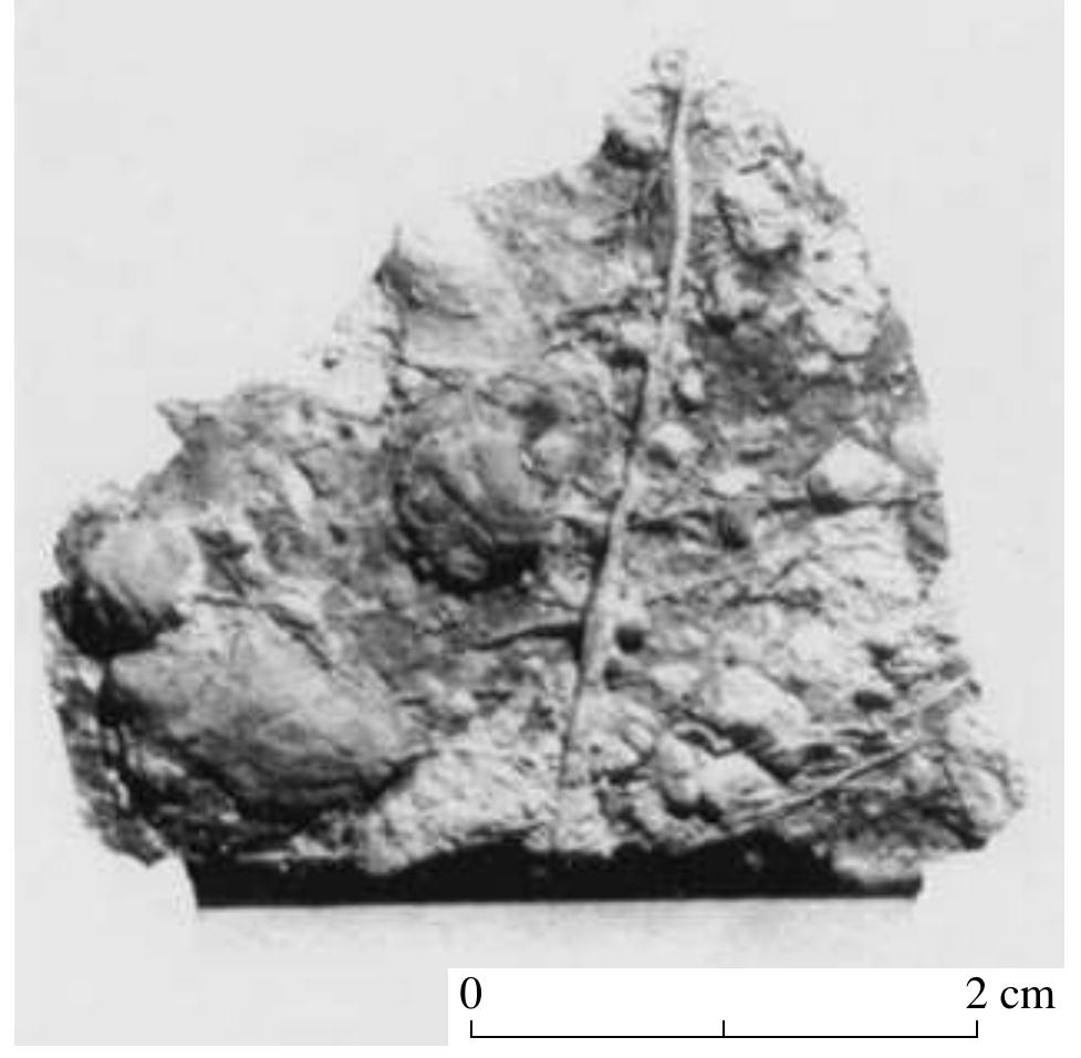Photograph of the phyllite-like schist etched surface. white