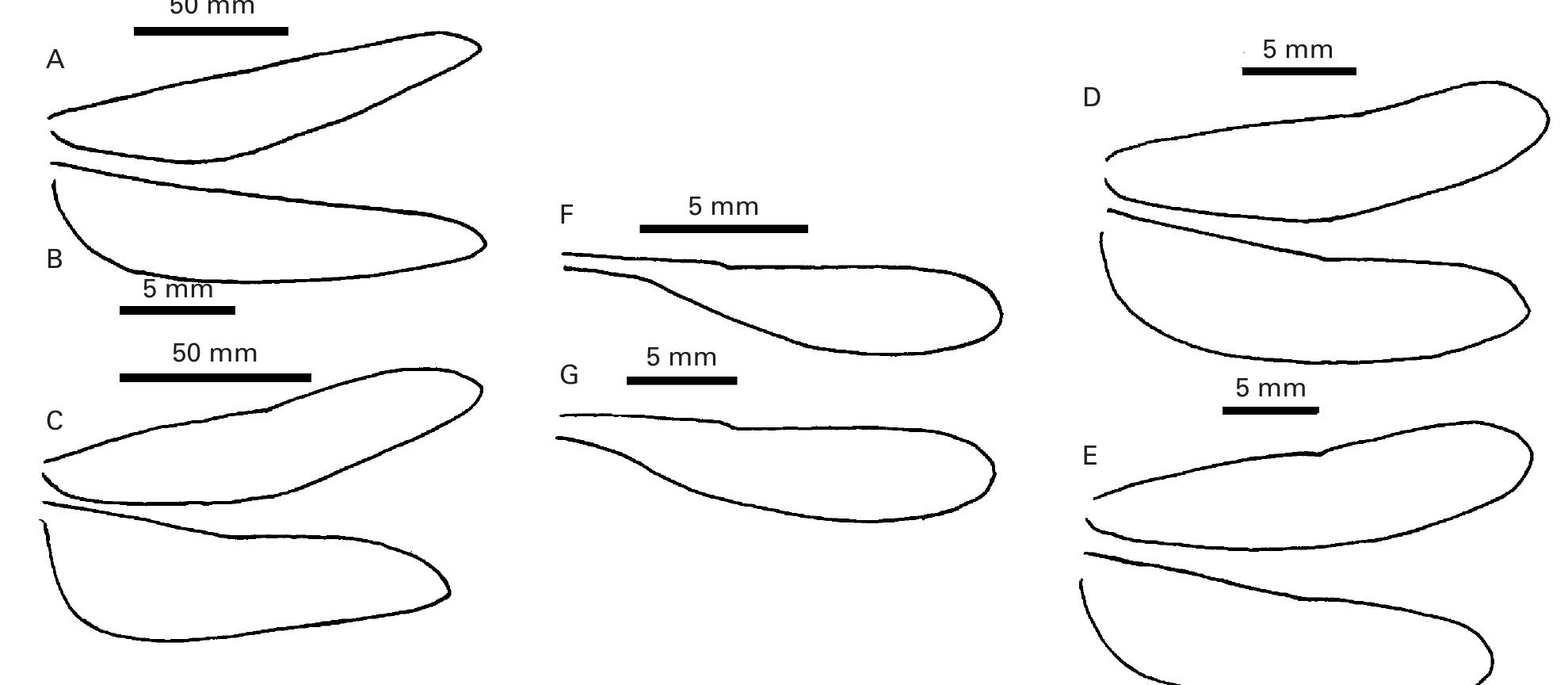 Comparison of wing planforms of lower permian and extant