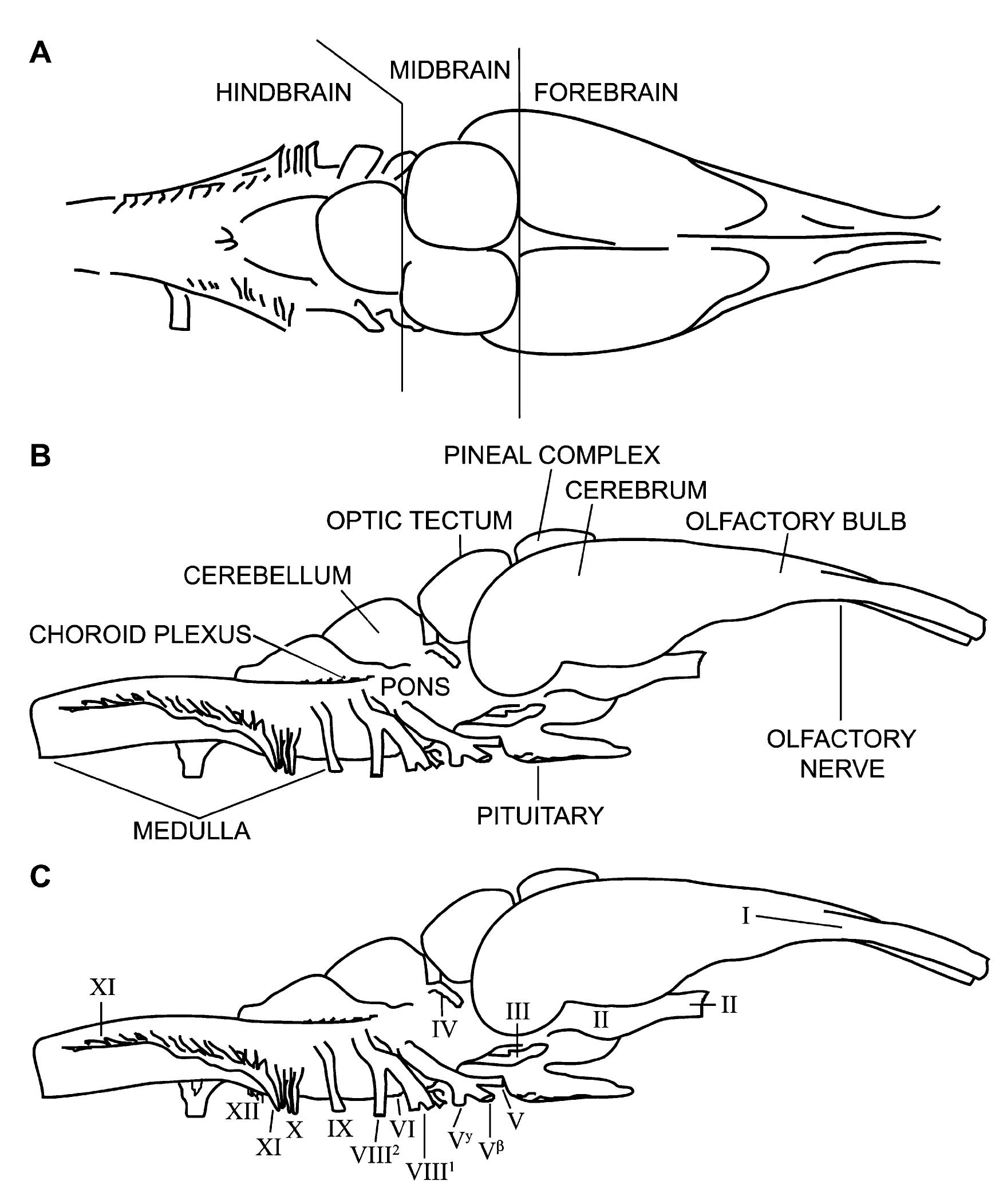 (PDF) Reptilian Neurology: Anatomy and Function