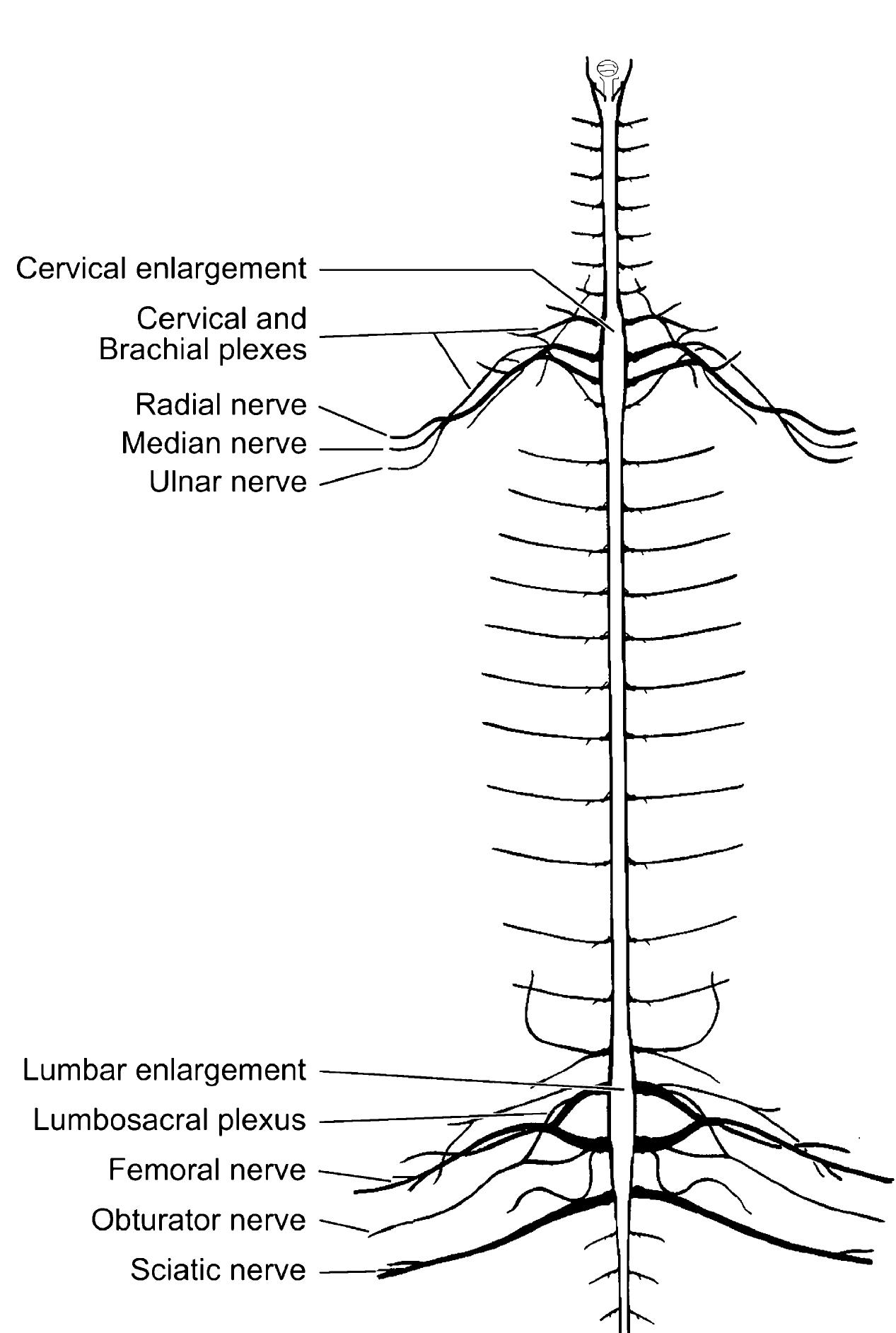 Diagram of the a reptilian spinal cord, spinal nerves, and