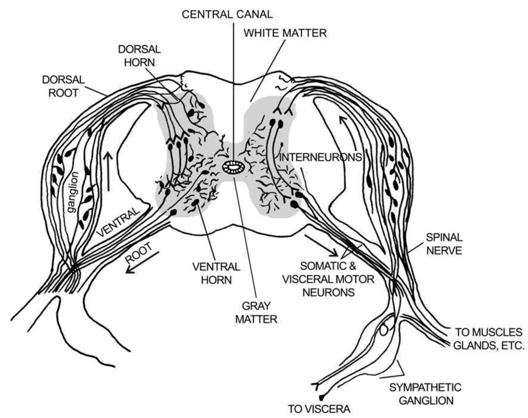 (PDF) Reptilian Neurology: Anatomy and Function