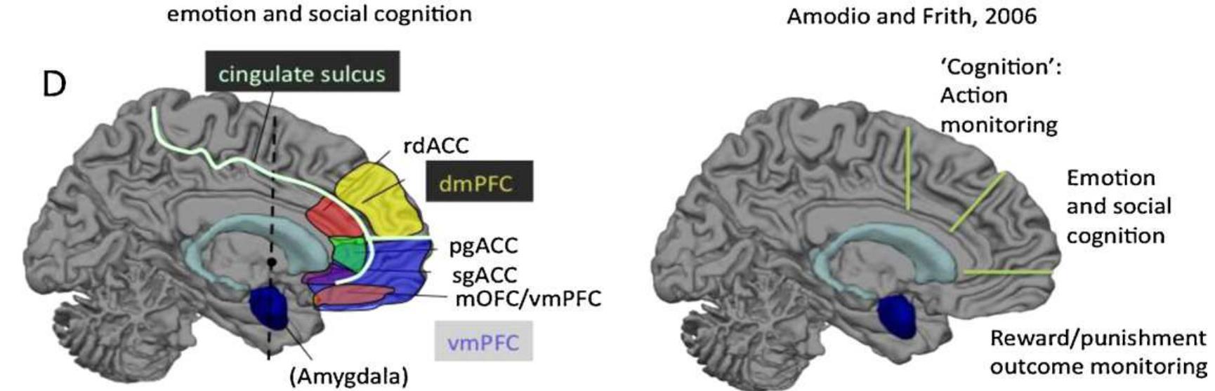 Subdivisions of the medial prefrontal cortex.
