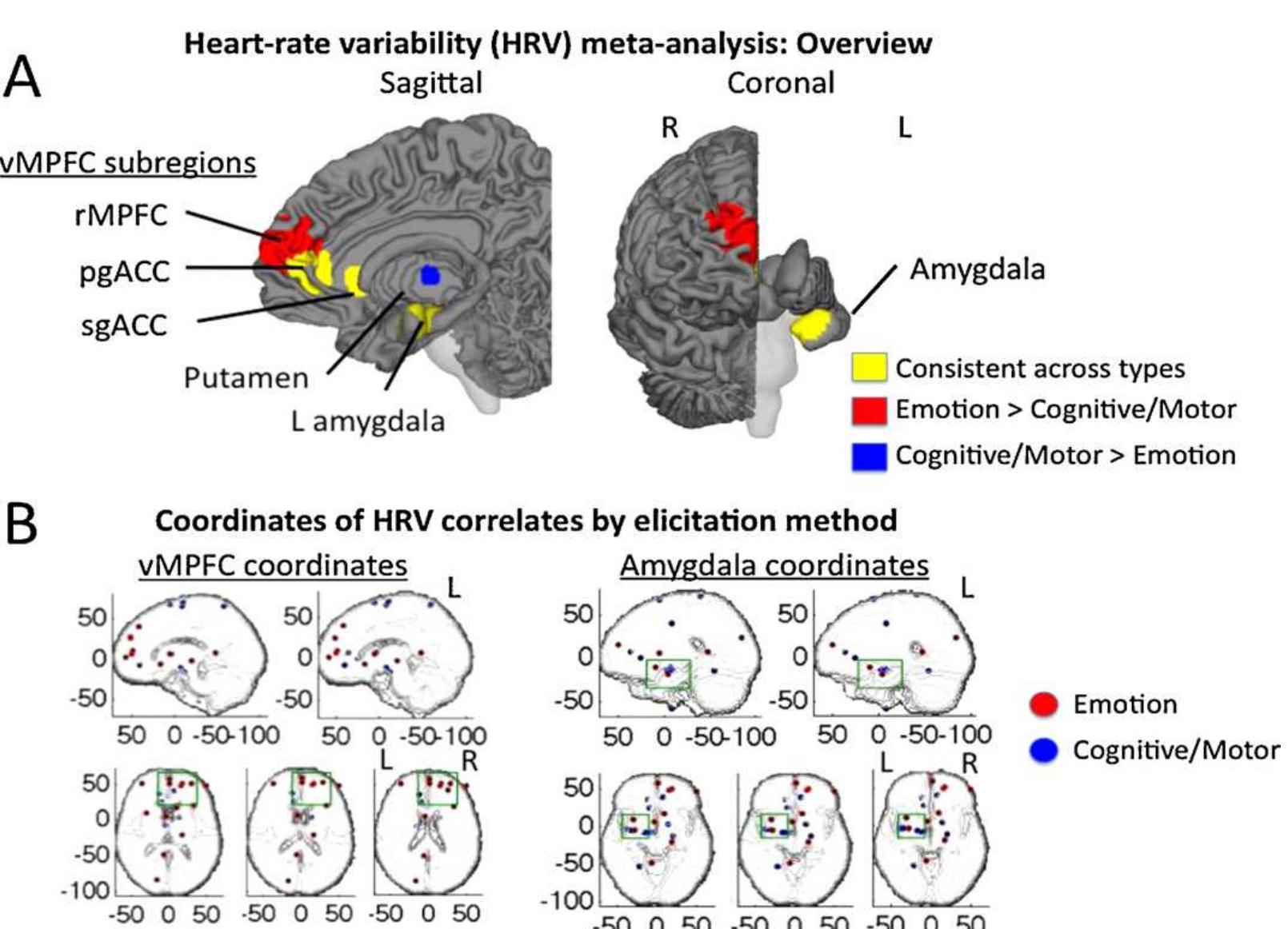 (a) map of the whole brain showing significant activations,