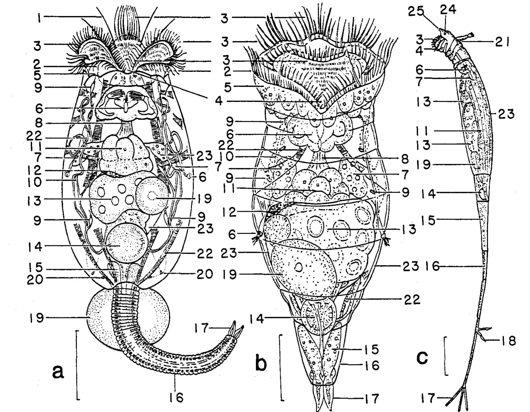 Comparative anatomy of three rotifer species: (a) brachionus