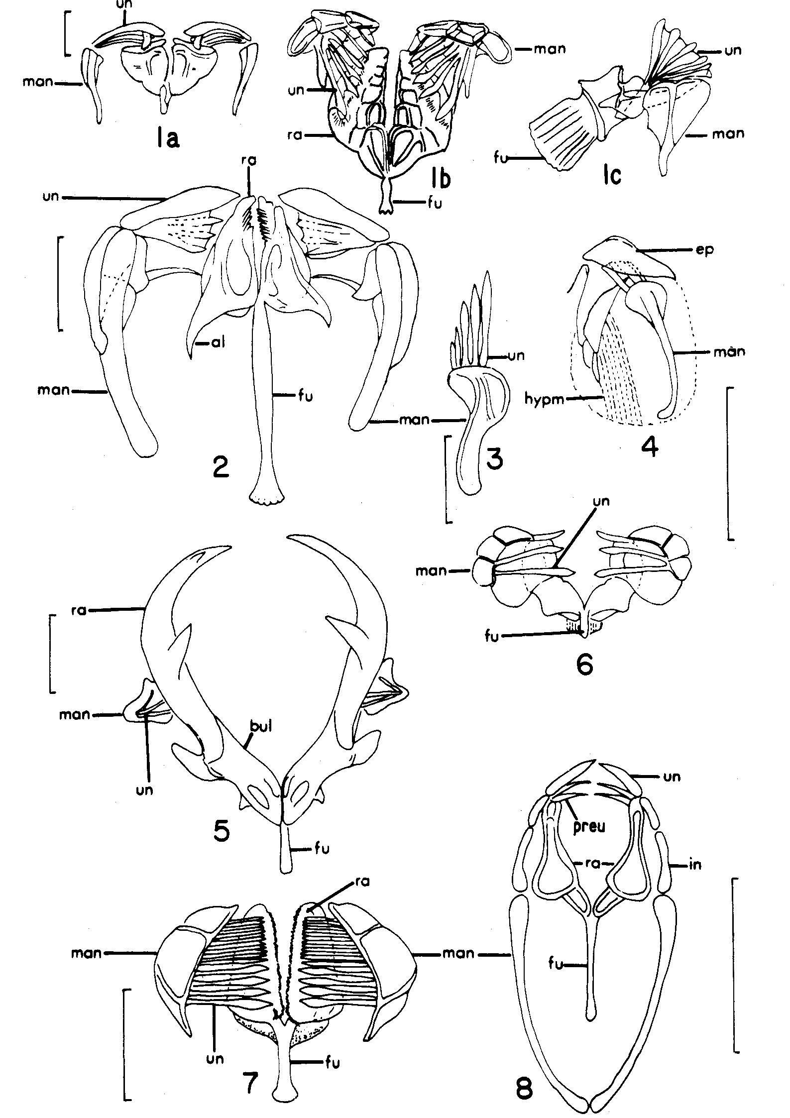 Rotatorian trophi: 1, a-c, malleate trophi of epiphanes
