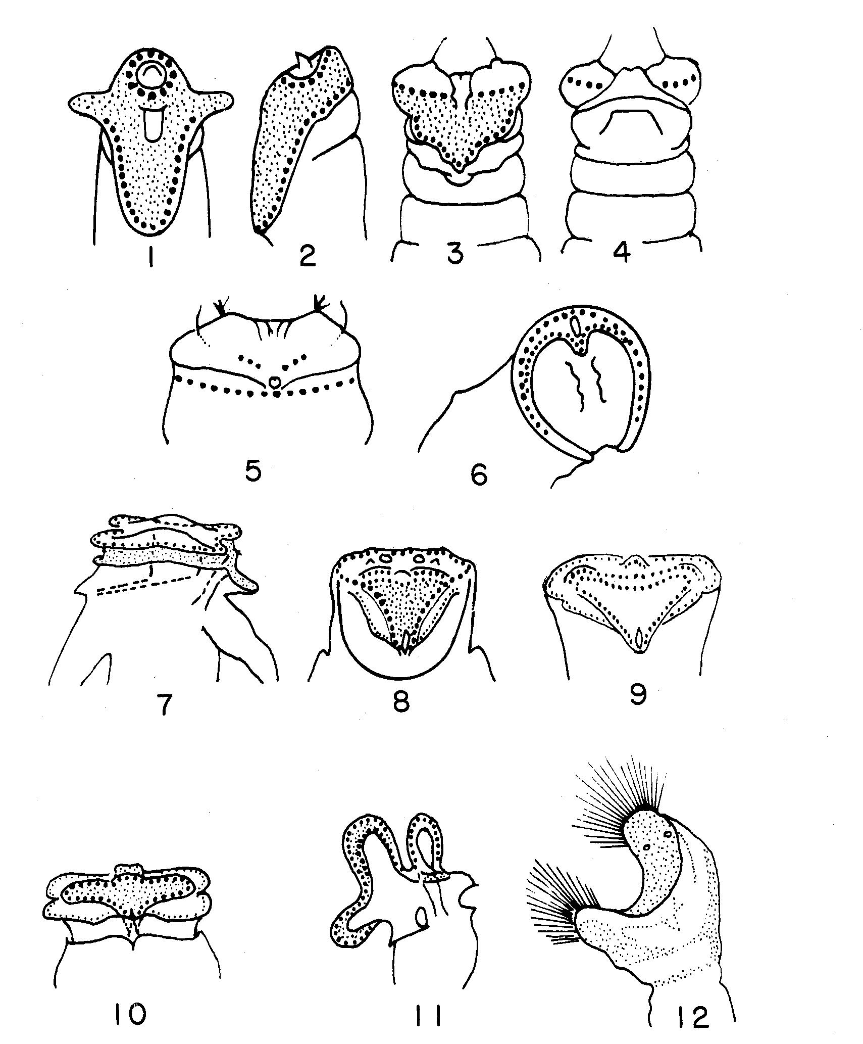 Different types of corona: 1, notommata ventral; 2,
