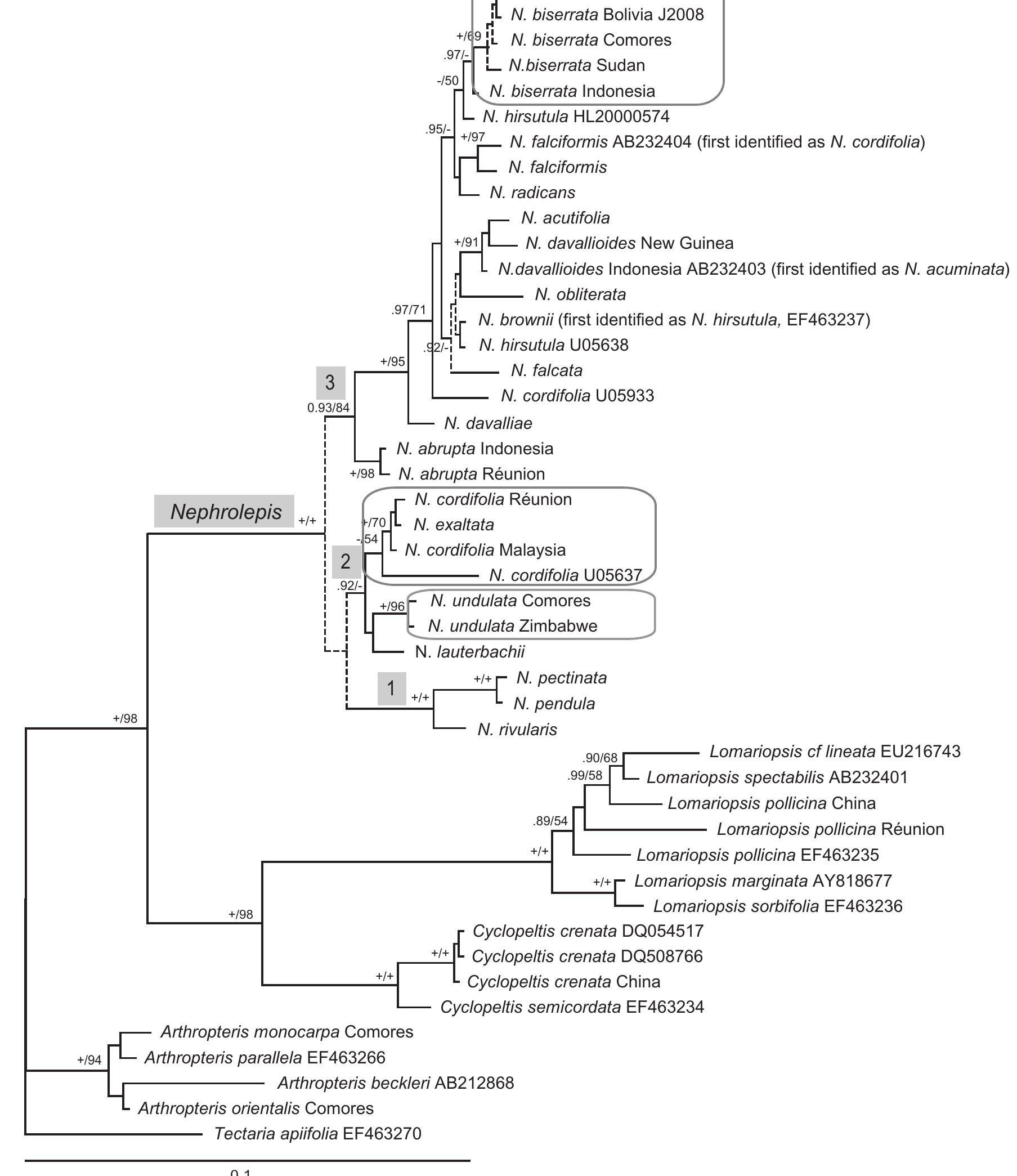 Figure 1 - Phylogenetics and biogeography of Nephrolepis- a