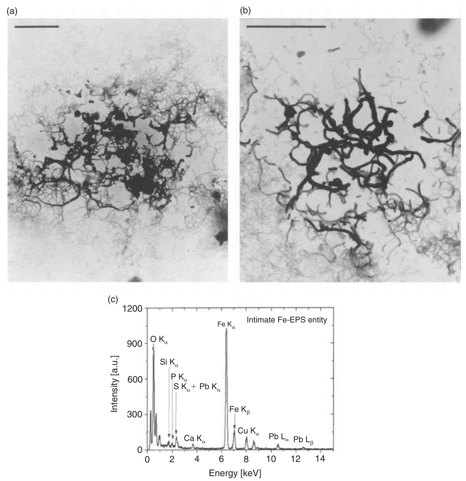 (a) and (b) tem micrographs of lake water natural hydrous