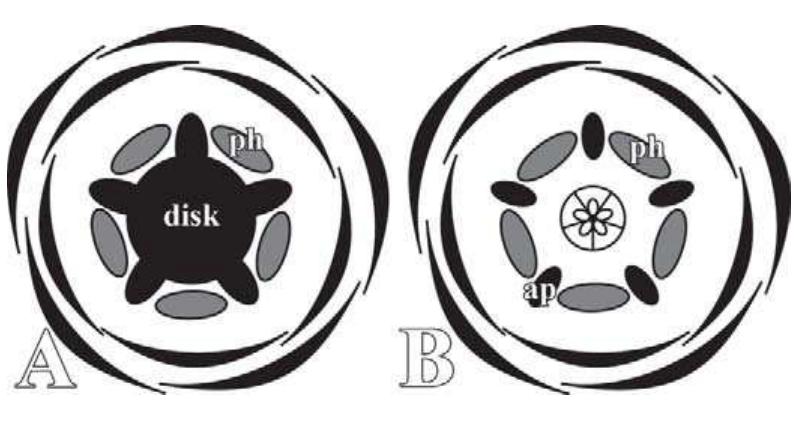 Ficure 2. floral diagrams of phalangiate flowers from